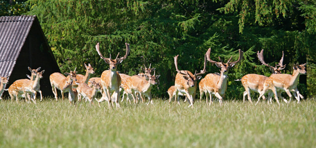 Damwild – Panorama Park Sauerland Wildpark